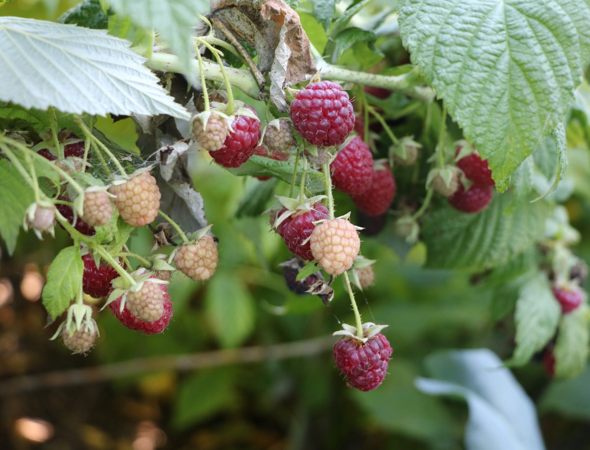 Raspberries Take Over the World | Trail Baboon