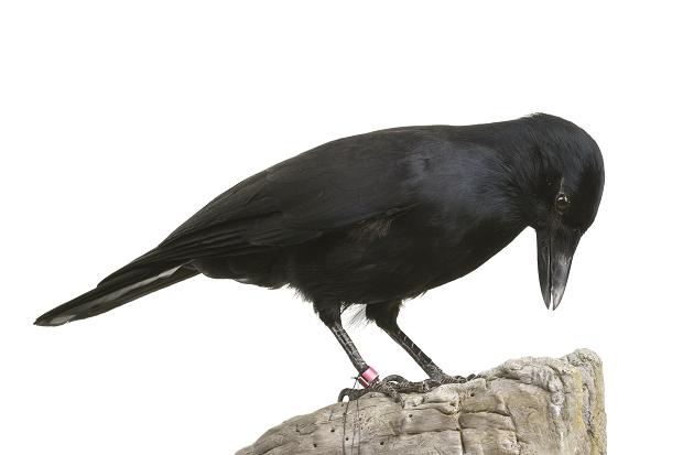 Crows Got Tool Talent! | Trail Baboon