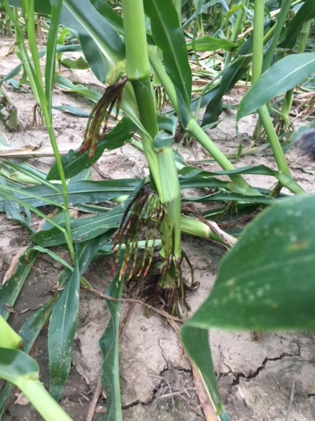 Farm Update | Trail Baboon