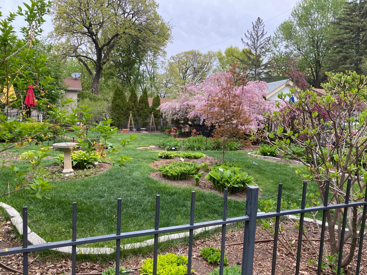 Garden Envy | Trail Baboon
