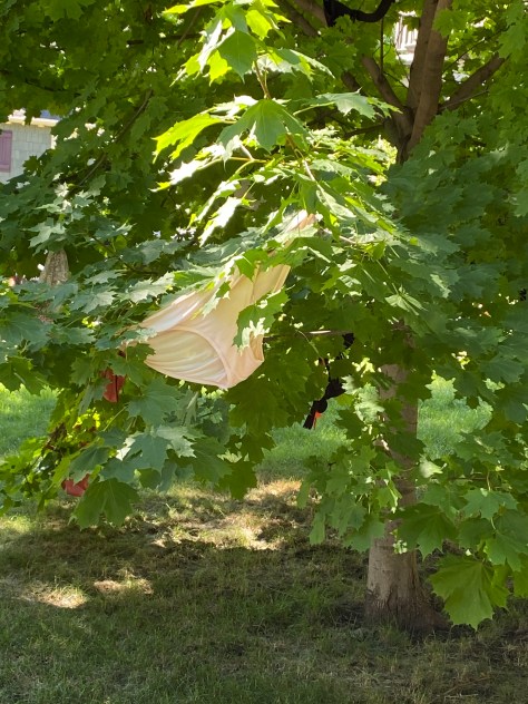 The Underwear Tree | Trail Baboon