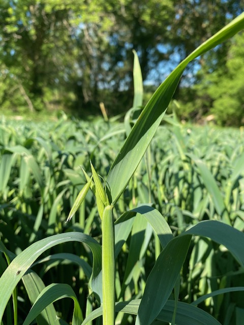 Crop Report | Trail Baboon