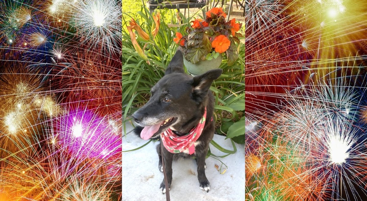 Fireworks! | Trail Baboon