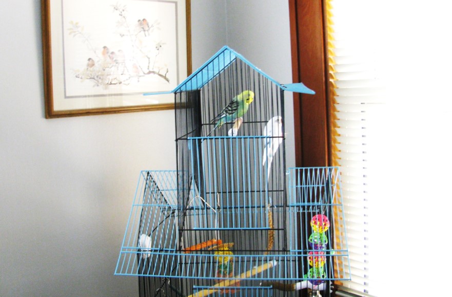 Parakeets! | Trail Baboon