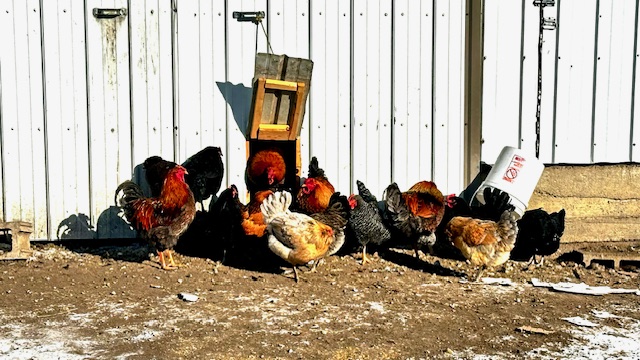 Randomness Trail Baboon