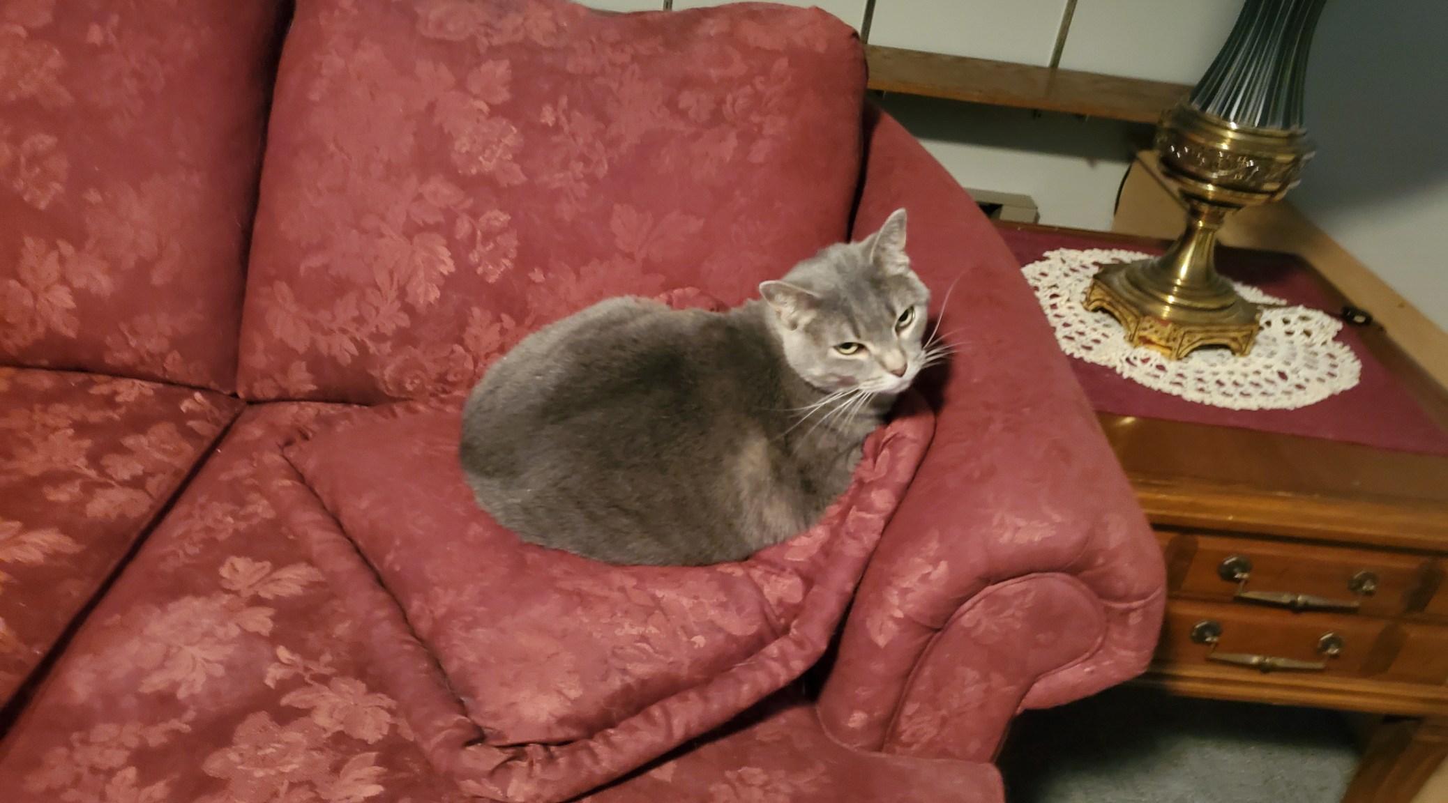 Traveling Kitty | Trail Baboon