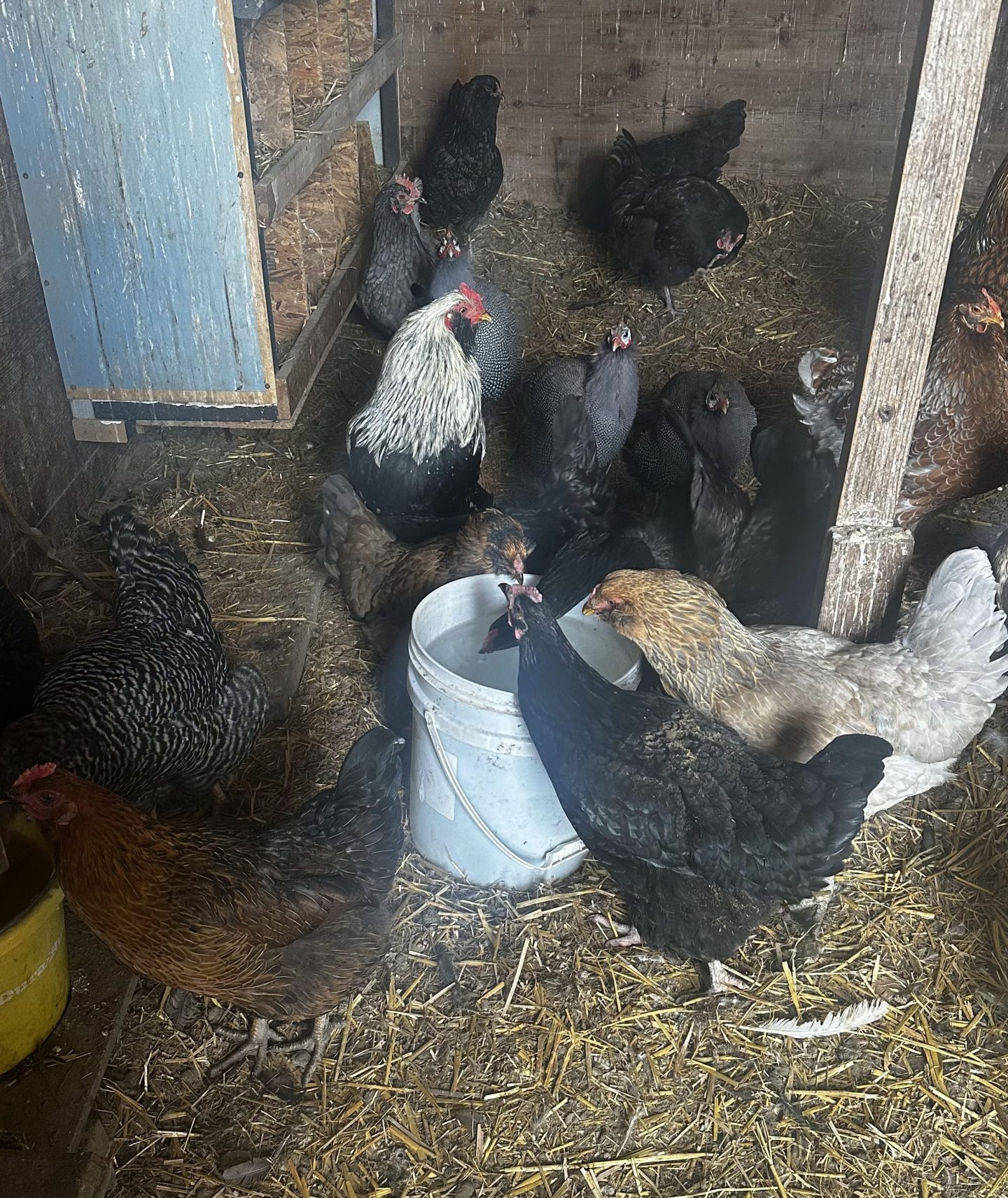 THE WAYBACK MACHINE | Trail Baboon