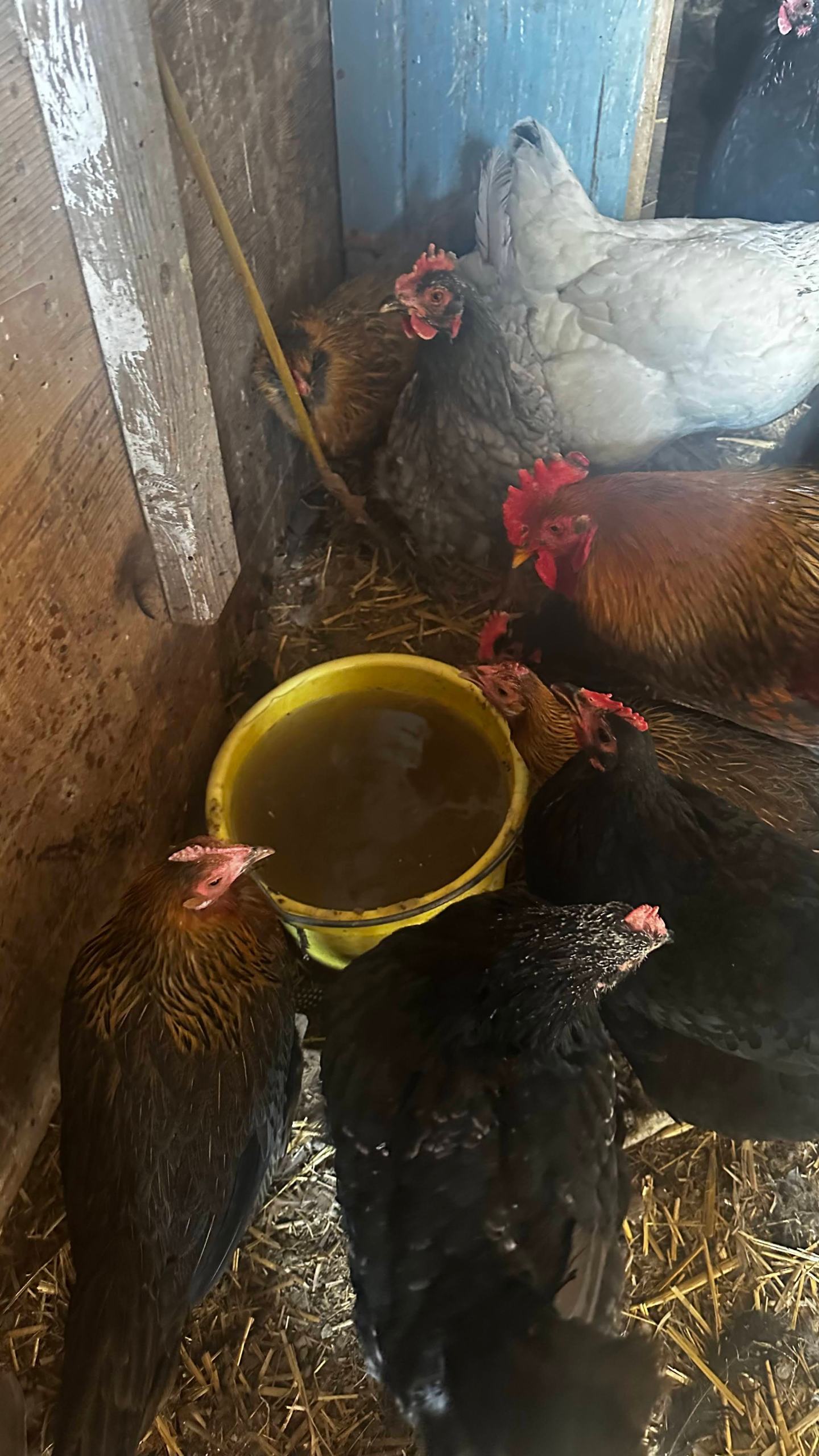 THE WAYBACK MACHINE | Trail Baboon