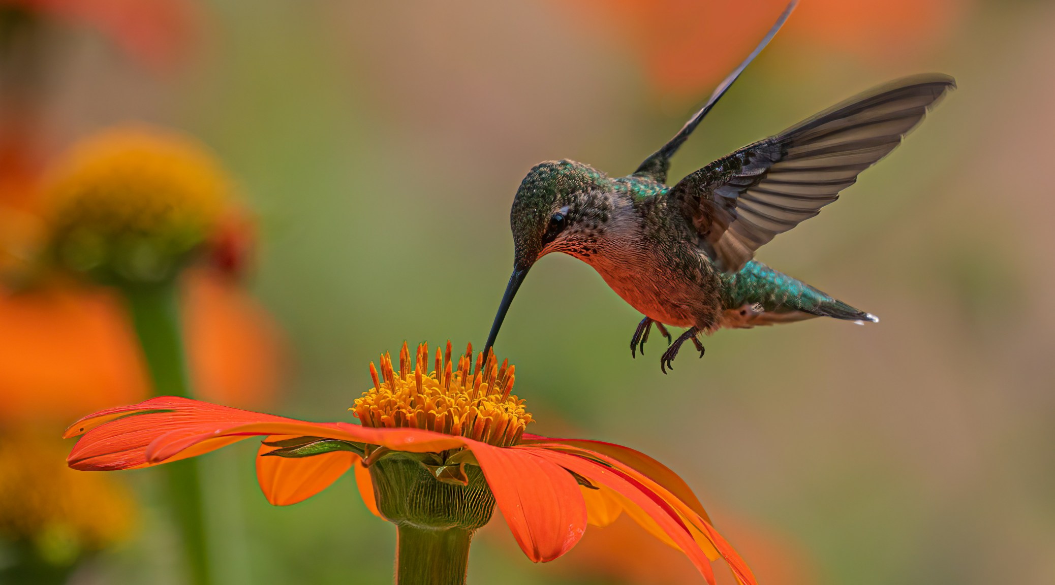 Hummers | Trail Baboon